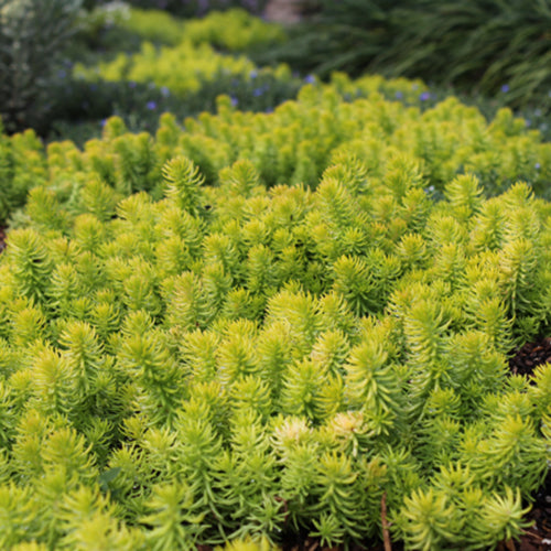 Nombres De Plantas Plantas Perennes Los 10 árboles De Hoja Perenne