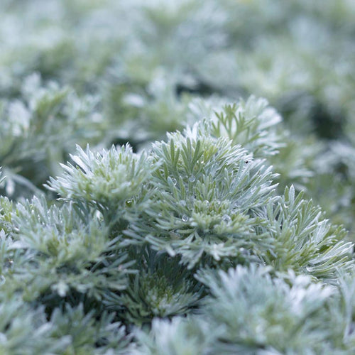 The 12 Best Silver Plants for Your Yard – Costa Farms