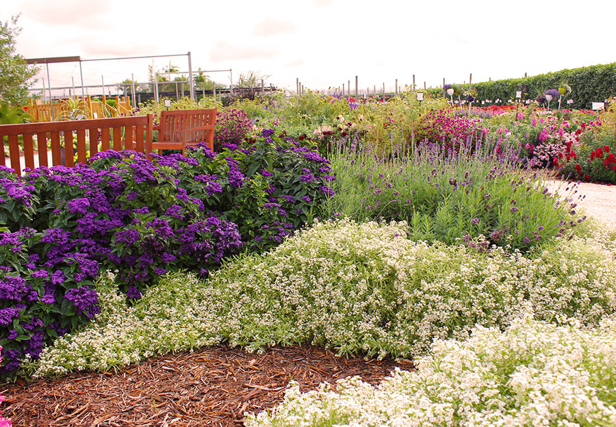 Fragrant Garden Plants 6 Best Scented Plants For A Relaxing Garden