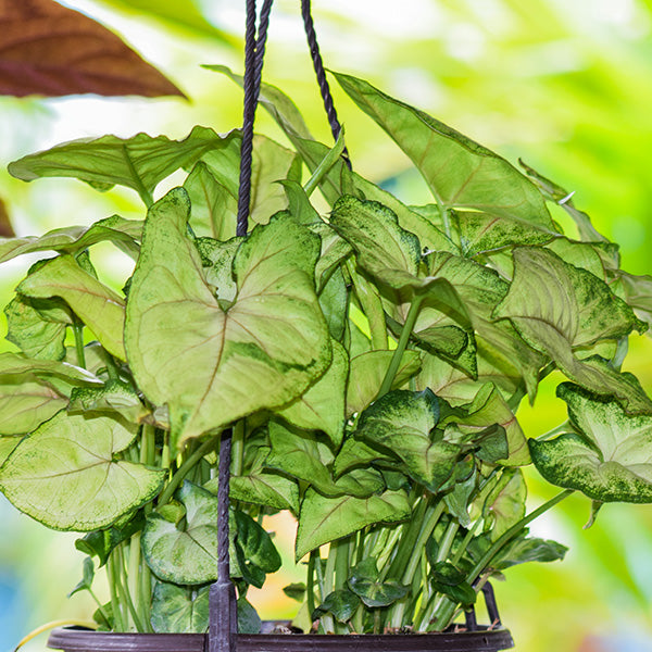 Cream Allusion Nephthytis – Costa Farms