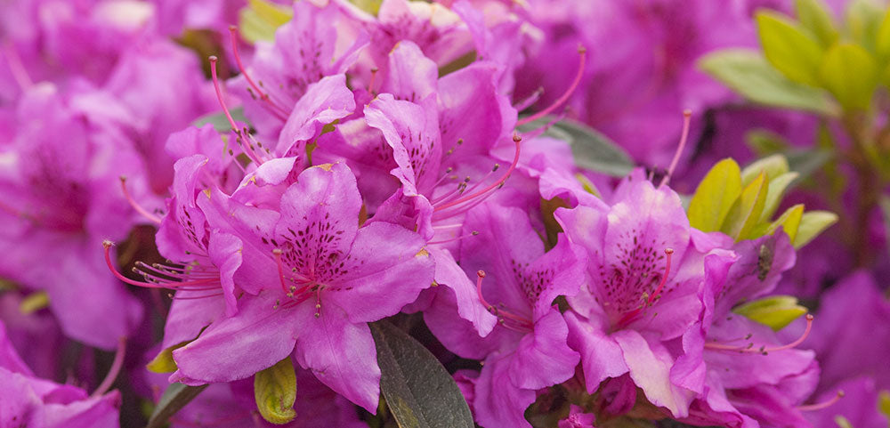 Azalea – Costa Farms