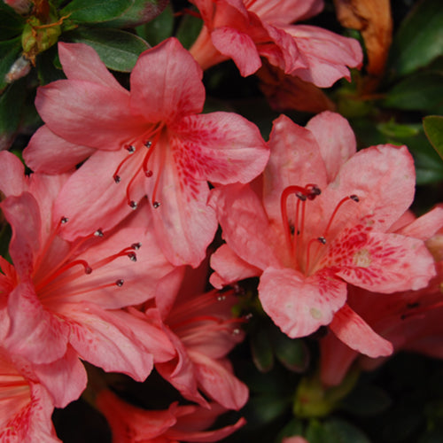 Fashion Azalea – Costa Farms