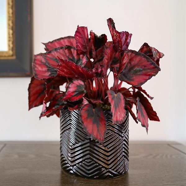 Red Kiss Rex Begonia – Costa Farms