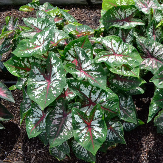 Carousel – Costa Farms