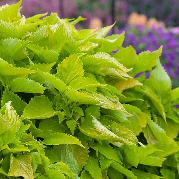Lime Time Coleus – Costa Farms
