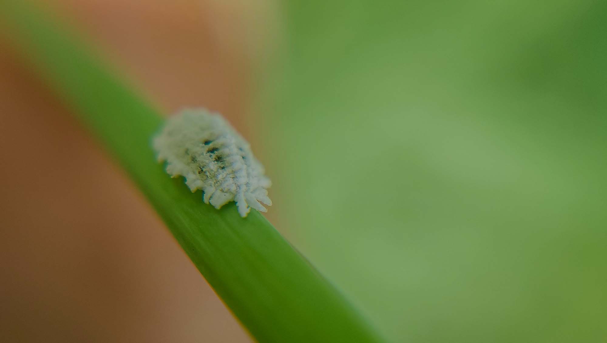 A Complete Guide to Identifying and Treating Mealybug Infestations ...