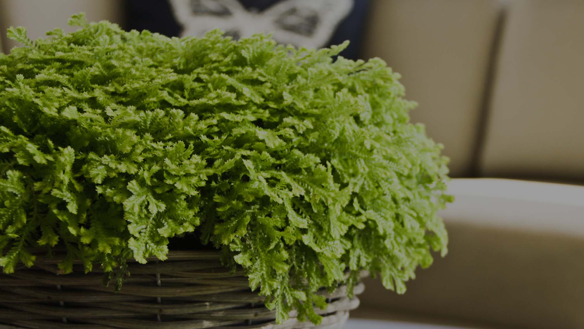 The Secret of Growing Moss – Costa Farms