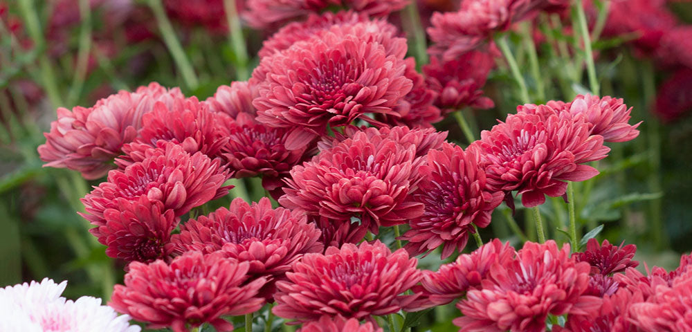 Mum Colors Names Trumbull & Shelton (CT) Florist Same Day Delivery