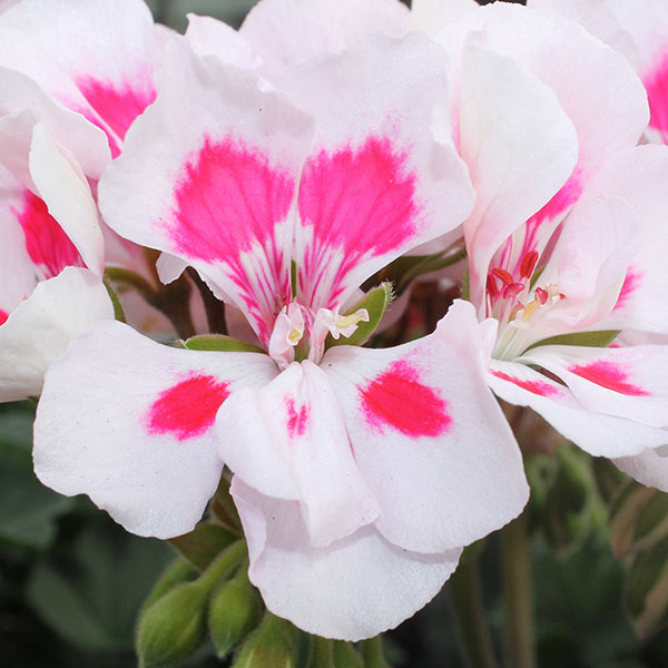 Candy White Parfait Geranium – Costa Farms