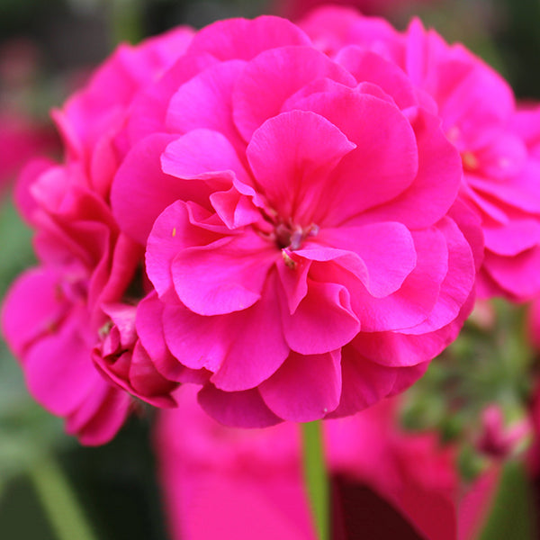 Great Balls of Fire Deep Rose Geranium – Costa Farms