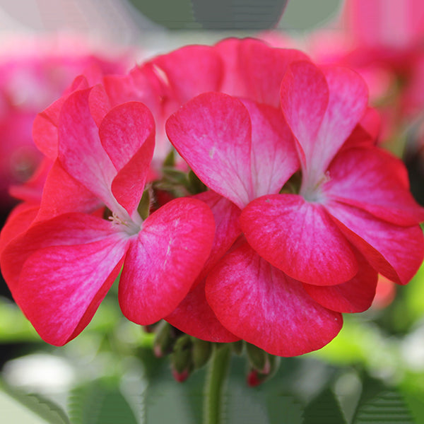 Pinto Premium Rose Bicolor Geranium – Costa Farms