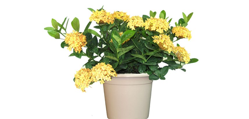Maui Yellow Jungle Flame – Costa Farms