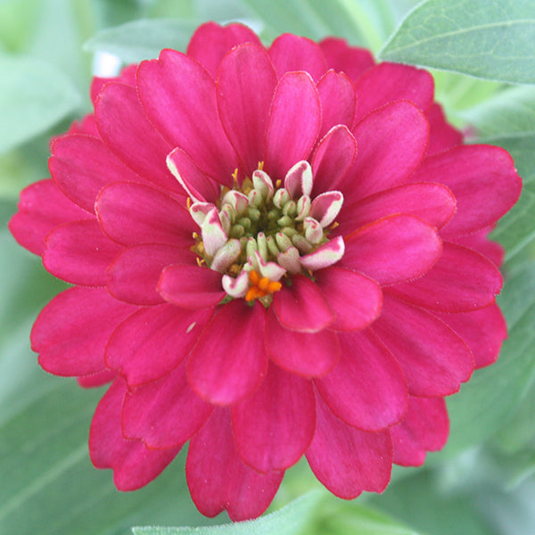 Zahara Double Cherry – Costa Farms