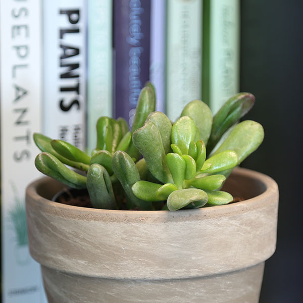 Gandalf Jade – Costa Farms