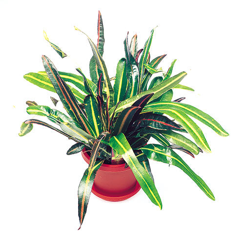 Victoria Gold Bell Croton – Costa Farms