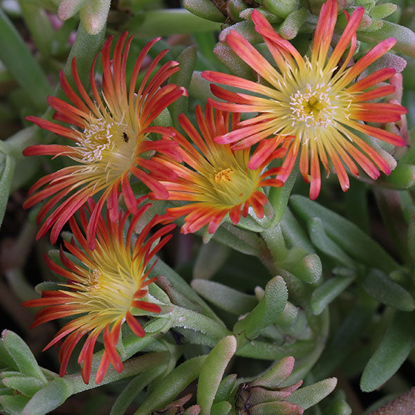 Wheels of Wonder Fire Wonder Ice Plant – Costa Farms