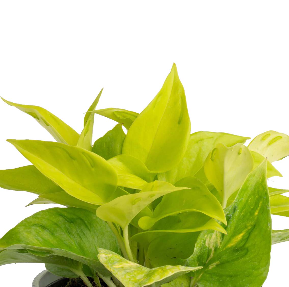 Houseplant Growing Guide: Champs-Élysées Pothos – Costa Farms