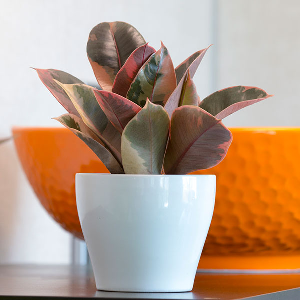 Red Ruby Rubber Tree – Costa Farms