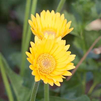 Garvinea Sweet Smile – Costa Farms