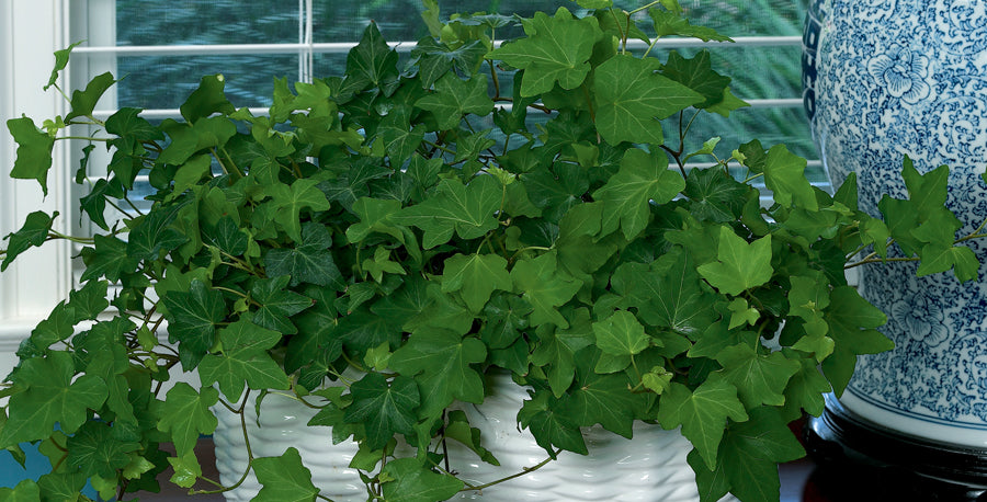 Ivy for Holiday (and Everyday) Decor – Costa Farms