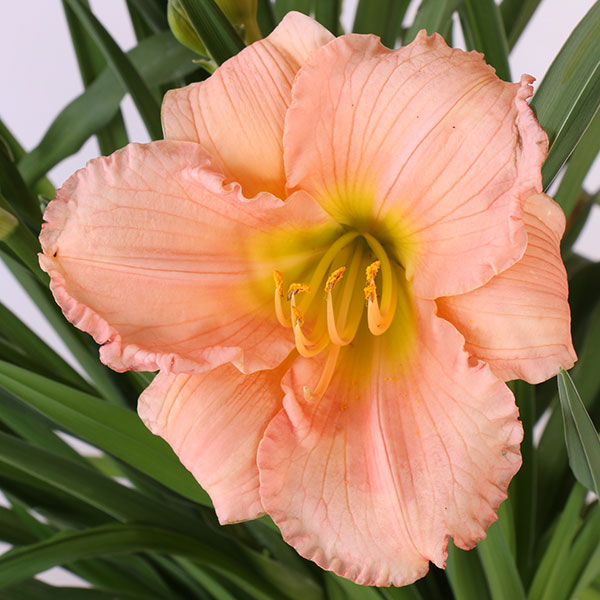 Jolyene Nichole – Costa Farms