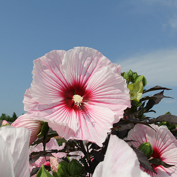 Mocha Moon – Costa Farms