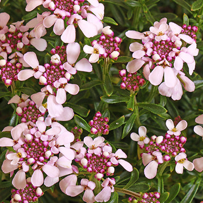 Pink Ice Candytuft – Costa Farms