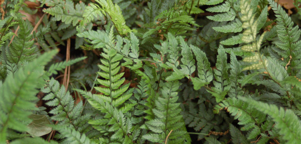 Korean Rock Fern – Costa Farms