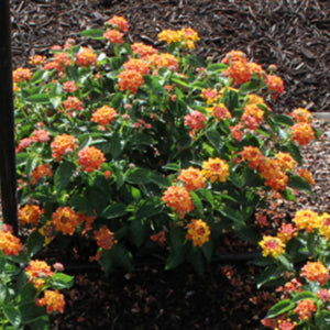 Bandito Orange Sunrise – Costa Farms
