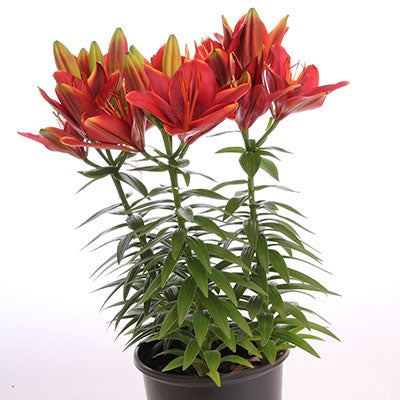 Tiny Rocket Asiatic Lily – Costa Farms