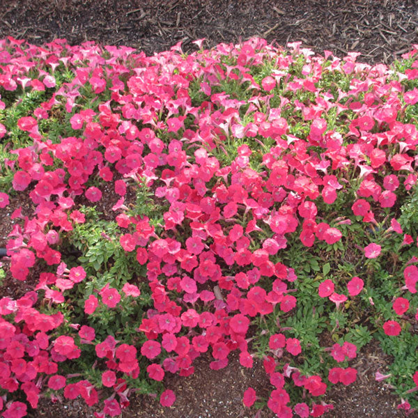 Supertunia Watermelon Charm – Costa Farms