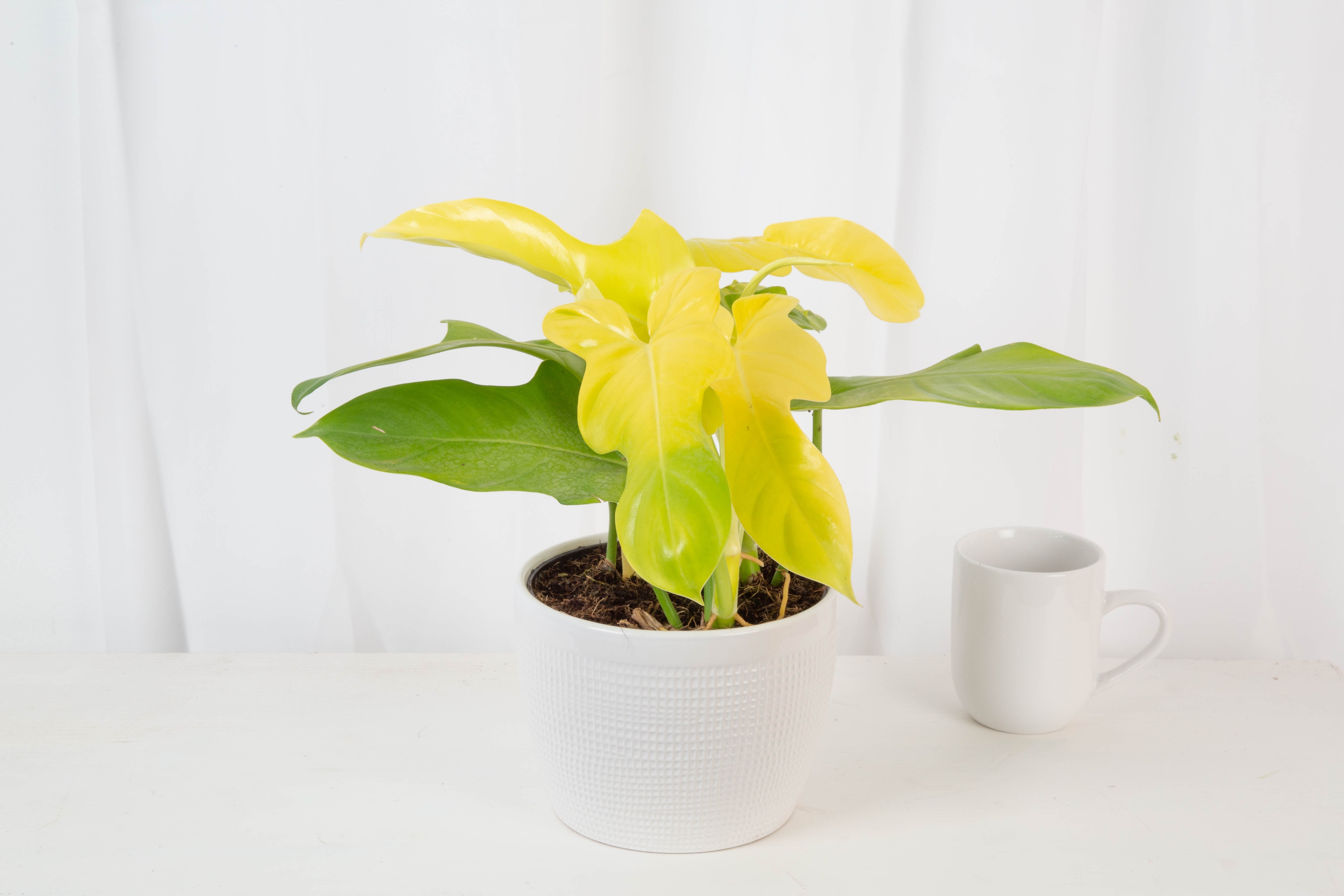 Golden Violin Philodendron – Costa Farms