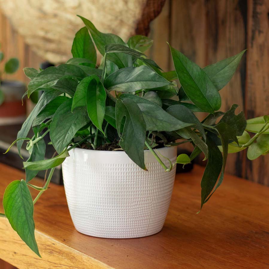 Baltic Blue Pothos – Costa Farms
