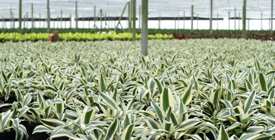 Costa Farms’ Sustainability Commitment