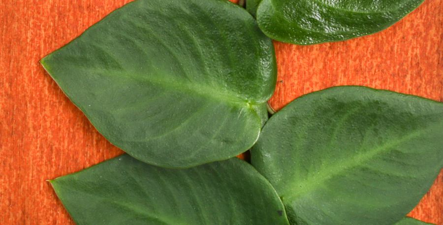 Trending Tropicals® Collection: Shingle Plant – Costa Farms