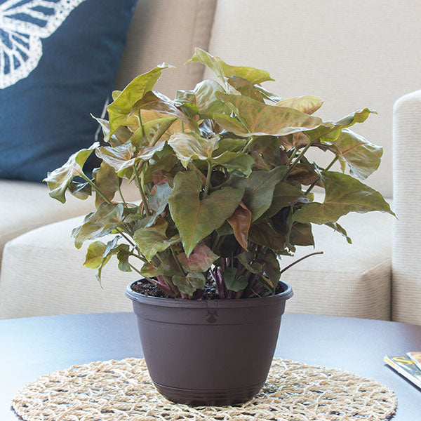 Maria Allusion Nephthytis – Costa Farms