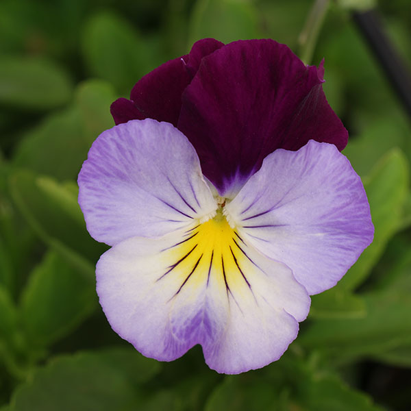 Cool Wave Violet Wing Pansy – Costa Farms