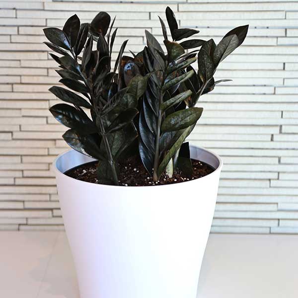 Raven® ZZ Plant – Costa Farms