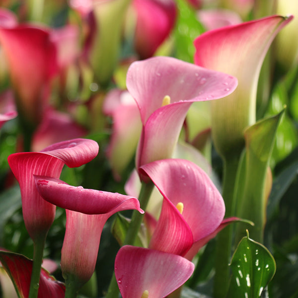 Callafornia Ruby Sensation Calla – Costa Farms