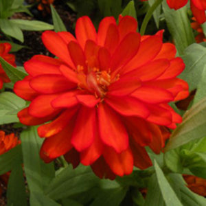 Zahara Double Fire – Costa Farms