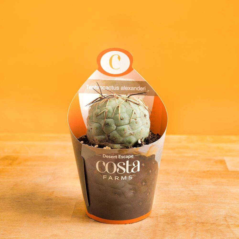 Tephrocactus Geometricus (Snowman Cactus) | teacup – Costa Farms