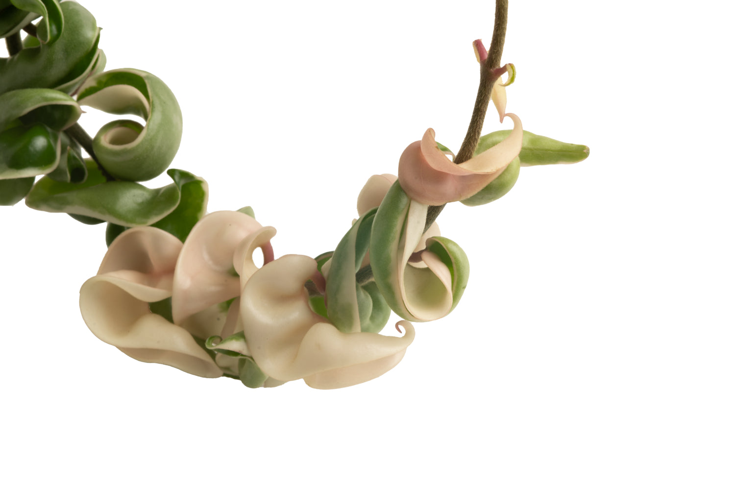 Variegated Hoya Rope | medium – Costa Farms