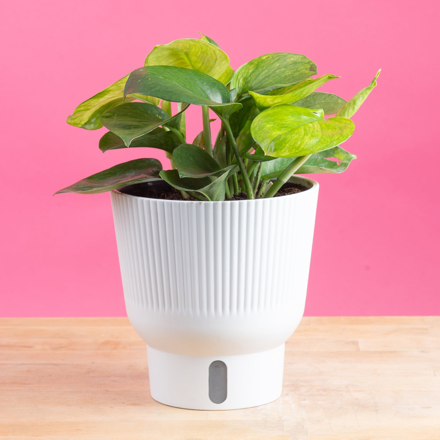 Lemon Top Pothos | medium – Costa Farms