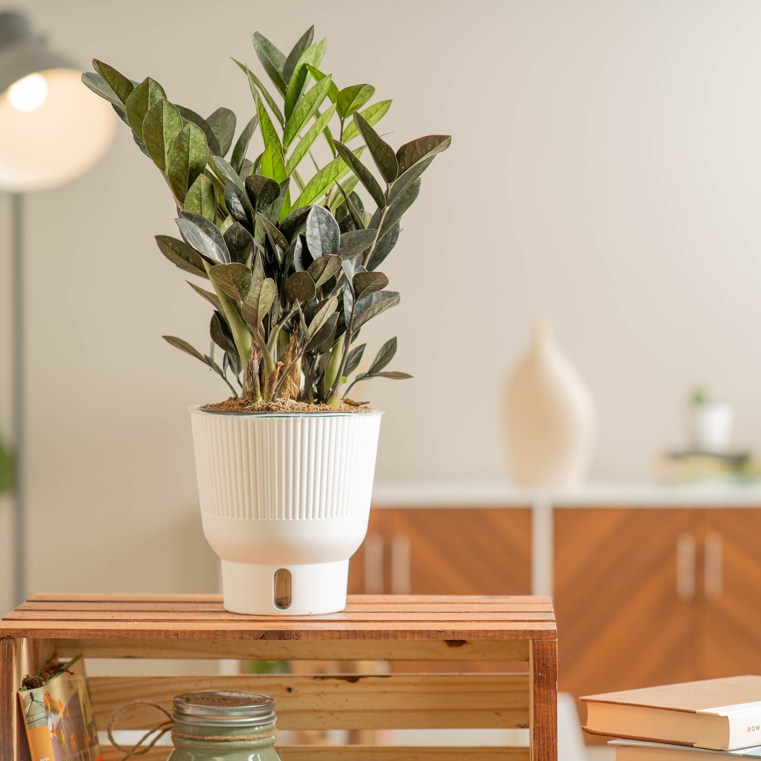 Raven ZZ – Costa Farms