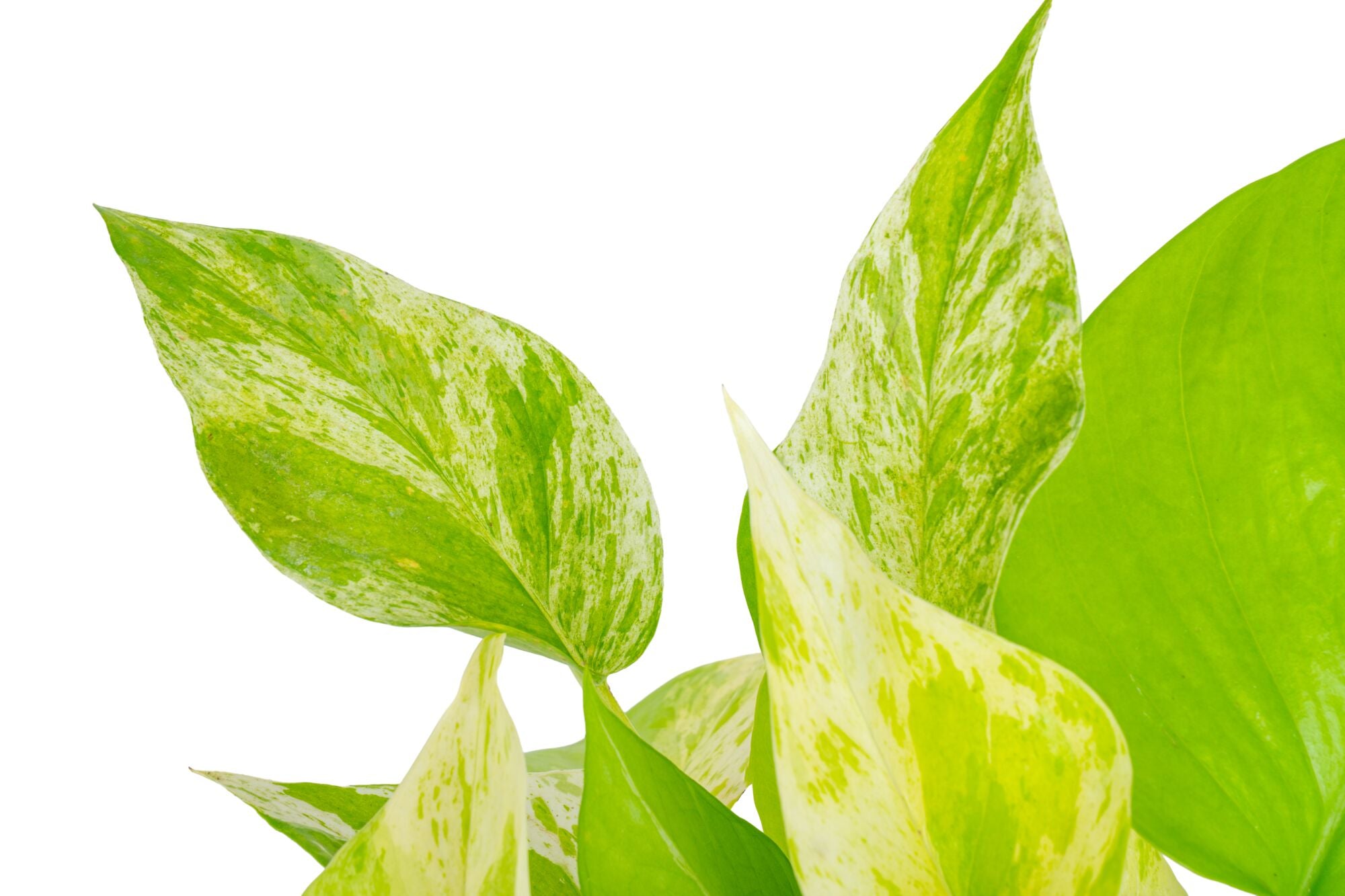 Pothos Neon Marble | medium – Costa Farms