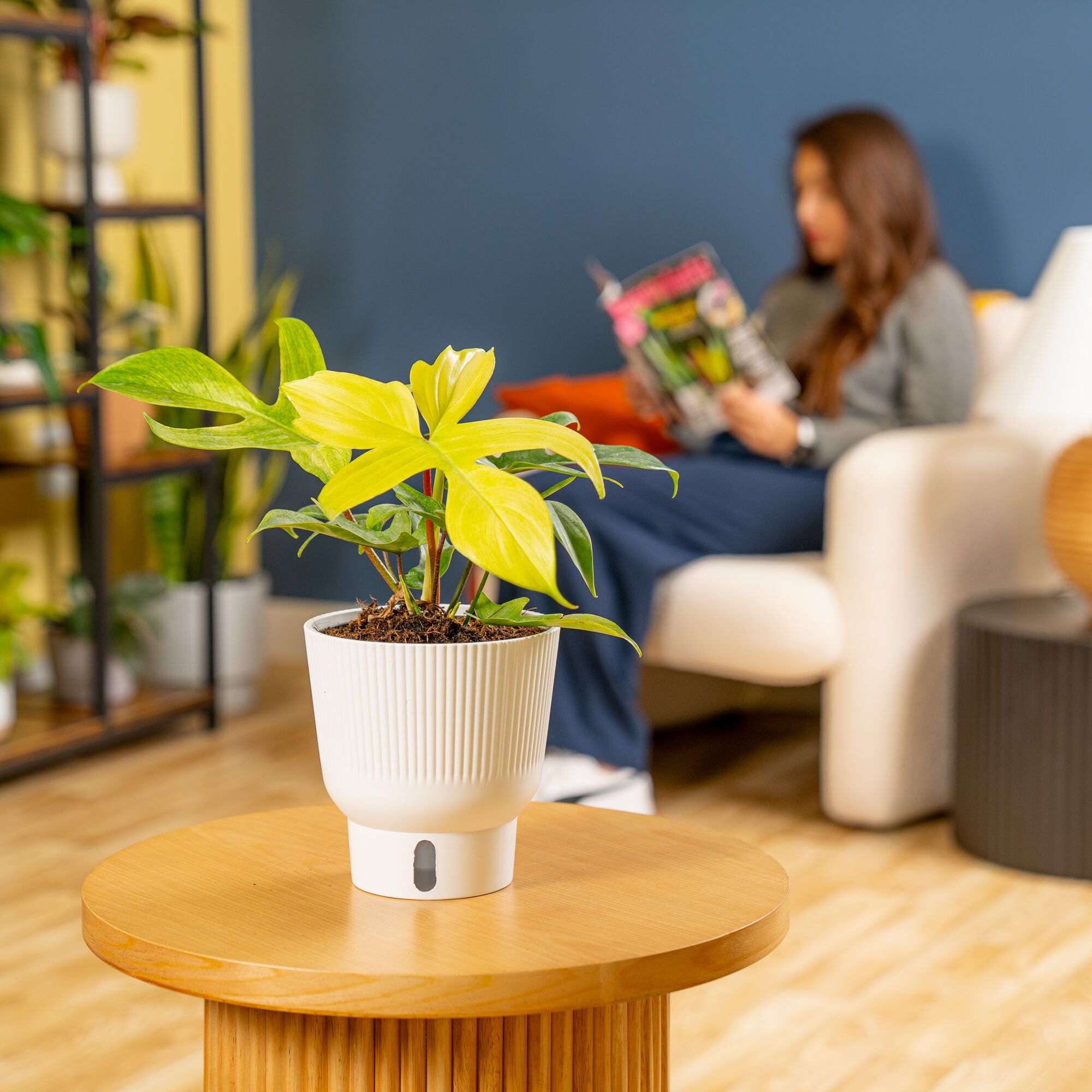 Philodendron Florida Ghost | medium – Costa Farms