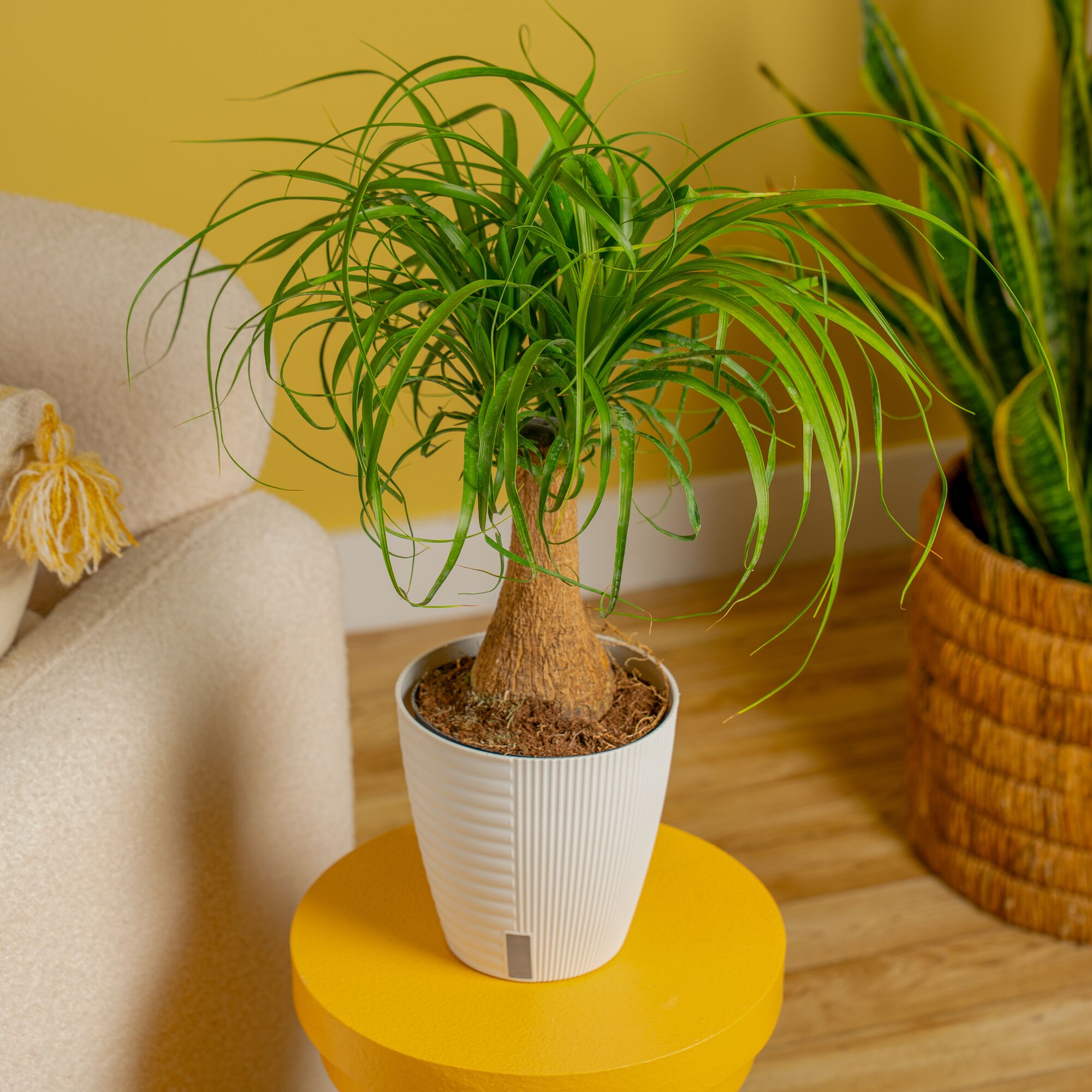 Ponytail Palm Tree