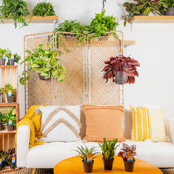 Exotic Angel Plants – Costa Farms