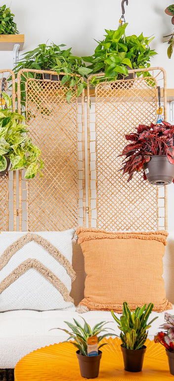 Exotic Angel Plants – Costa Farms