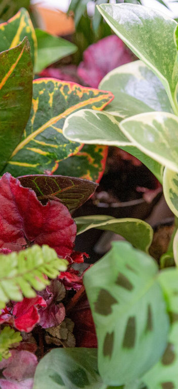 Exotic Angel Plants – Costa Farms